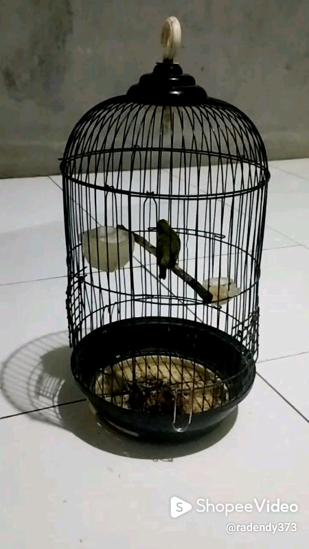 sangkar burung pleci Ter murah | Shopee Video Indonesia
