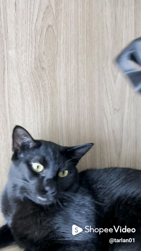 topeng kucing Batman keren lucu😍🥳😂#kreatorvideoshopee | Shopee Video ...